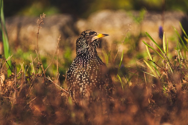 Starbird Bird Common Starling - Free photo on Pixabay