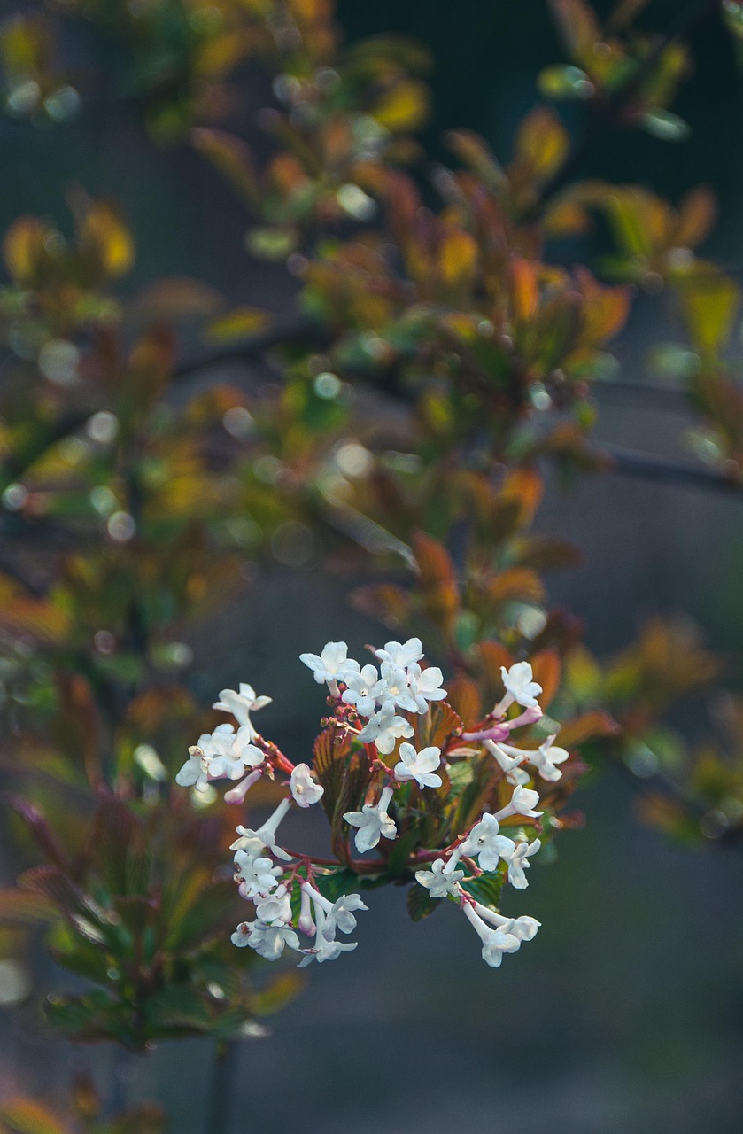 Fleurs Blanches Jardin Arbuste - Photo gratuite sur Pixabay - Pixabay