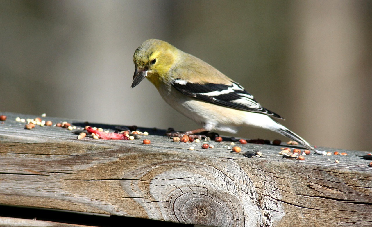 Goldfinch Bird Seeds - Free photo on Pixabay - Pixabay