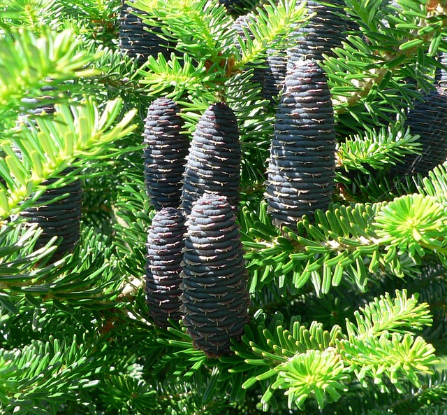 Árvore De Abeto Cones Conífera - Foto gratuita no Pixabay - Pixabay