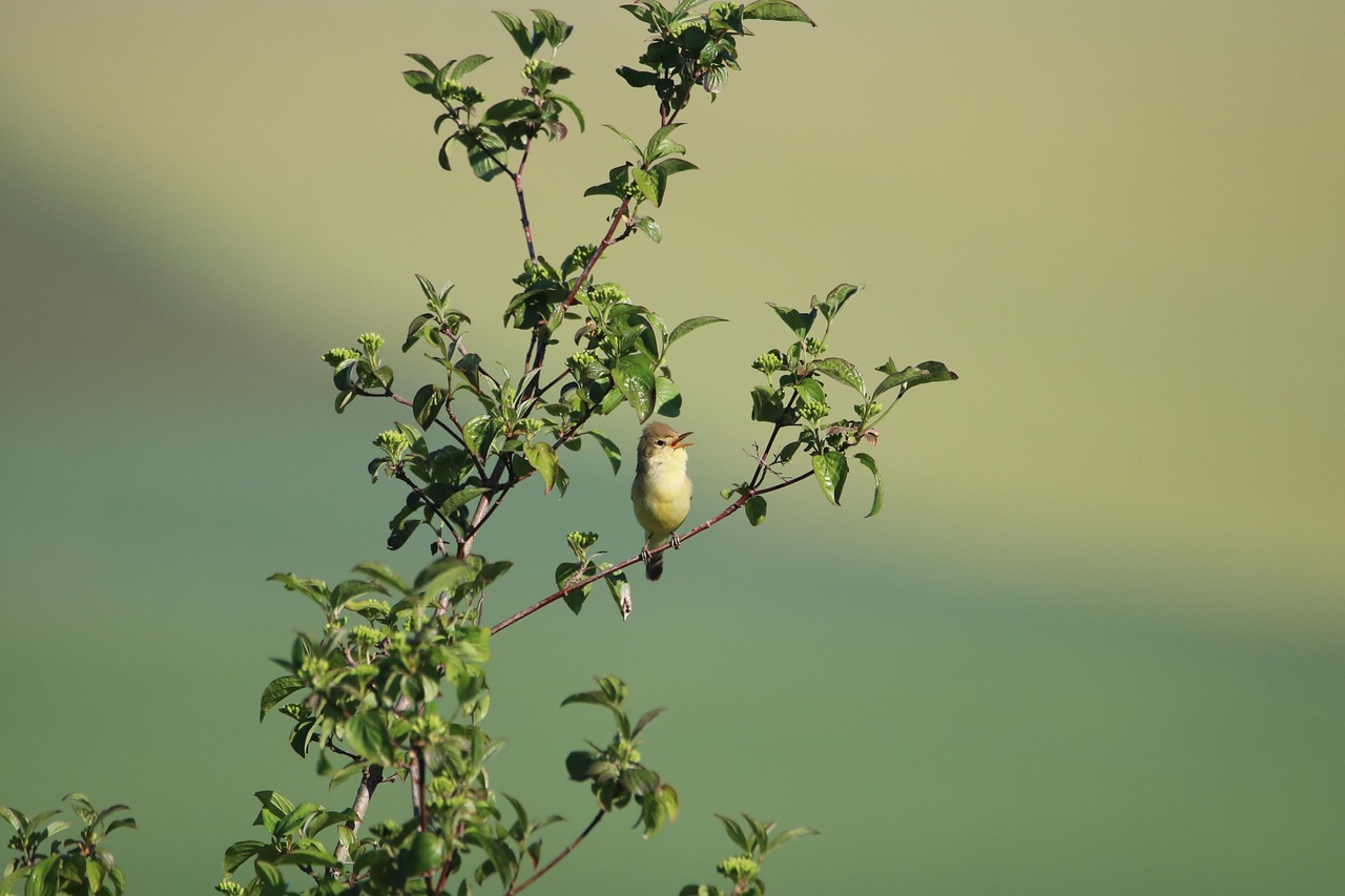 Bird Icterine Warbler Nature - Free photo on Pixabay