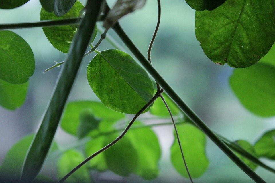 Leaves Foliage Nature Close - Free photo on Pixabay