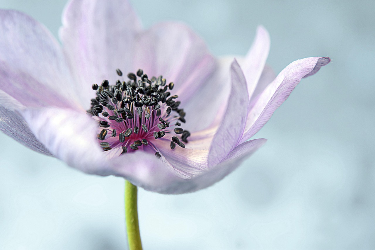 30,000+ Free Pink Free & Pink Images - Pixabay