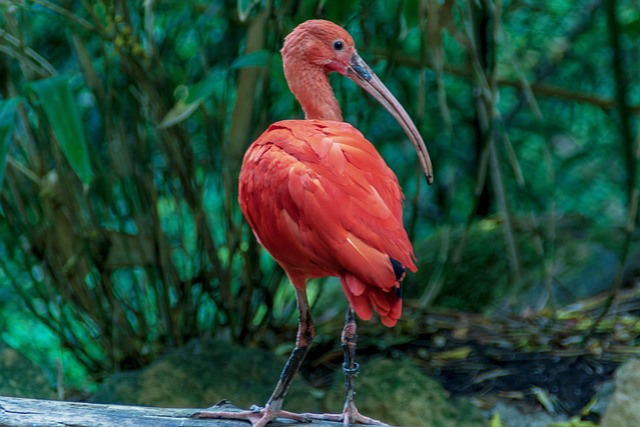 Pájaro Ibis Escarlata Rojo - Foto gratis en Pixabay - Pixabay