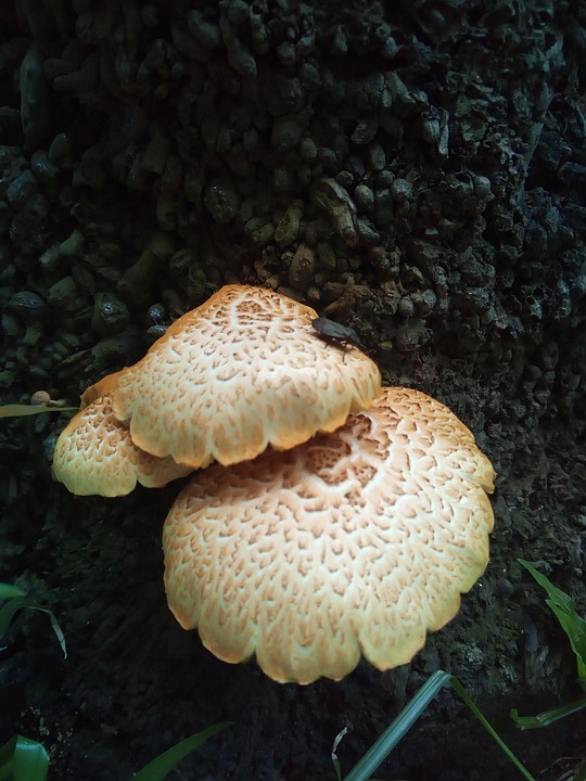 Mushroom Toadstool Fungi - Free photo on Pixabay