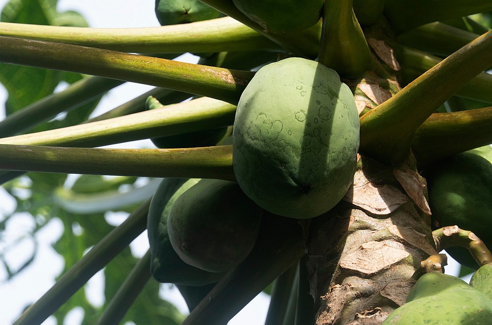 Papaya Fruta Tropical - Foto gratis en Pixabay - Pixabay