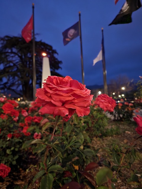 Rosa Pacífico Natureza - Foto gratuita no Pixabay - Pixabay