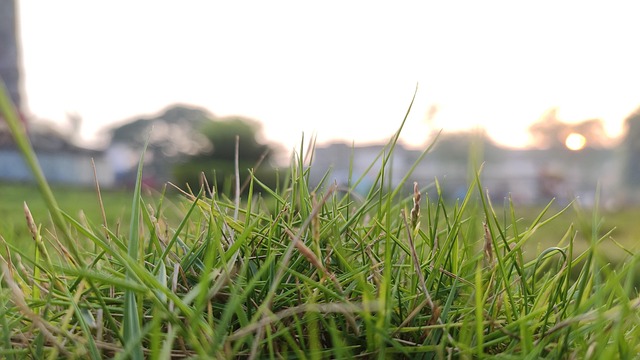 Gras Natur Wald - Kostenloses Foto auf Pixabay - Pixabay