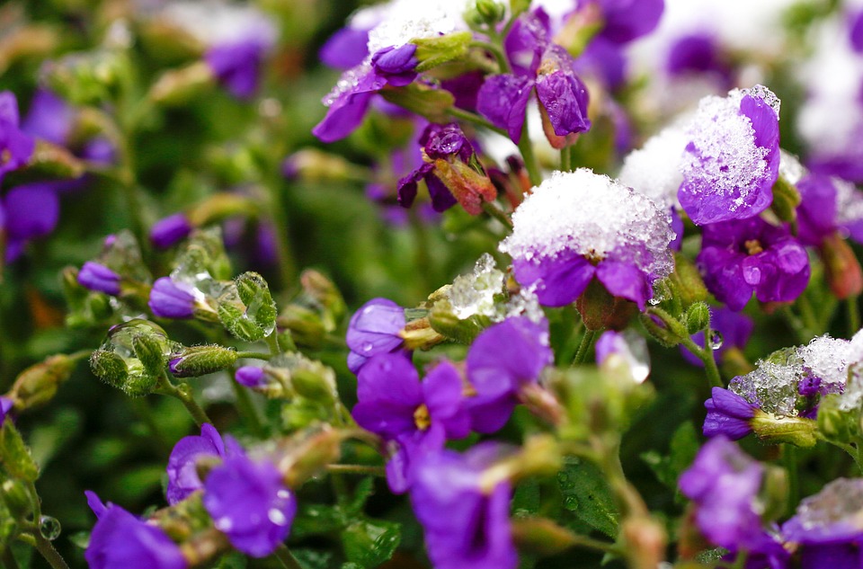 Common Purple Rock Cress Flowers - Free photo on Pixabay - Pixabay