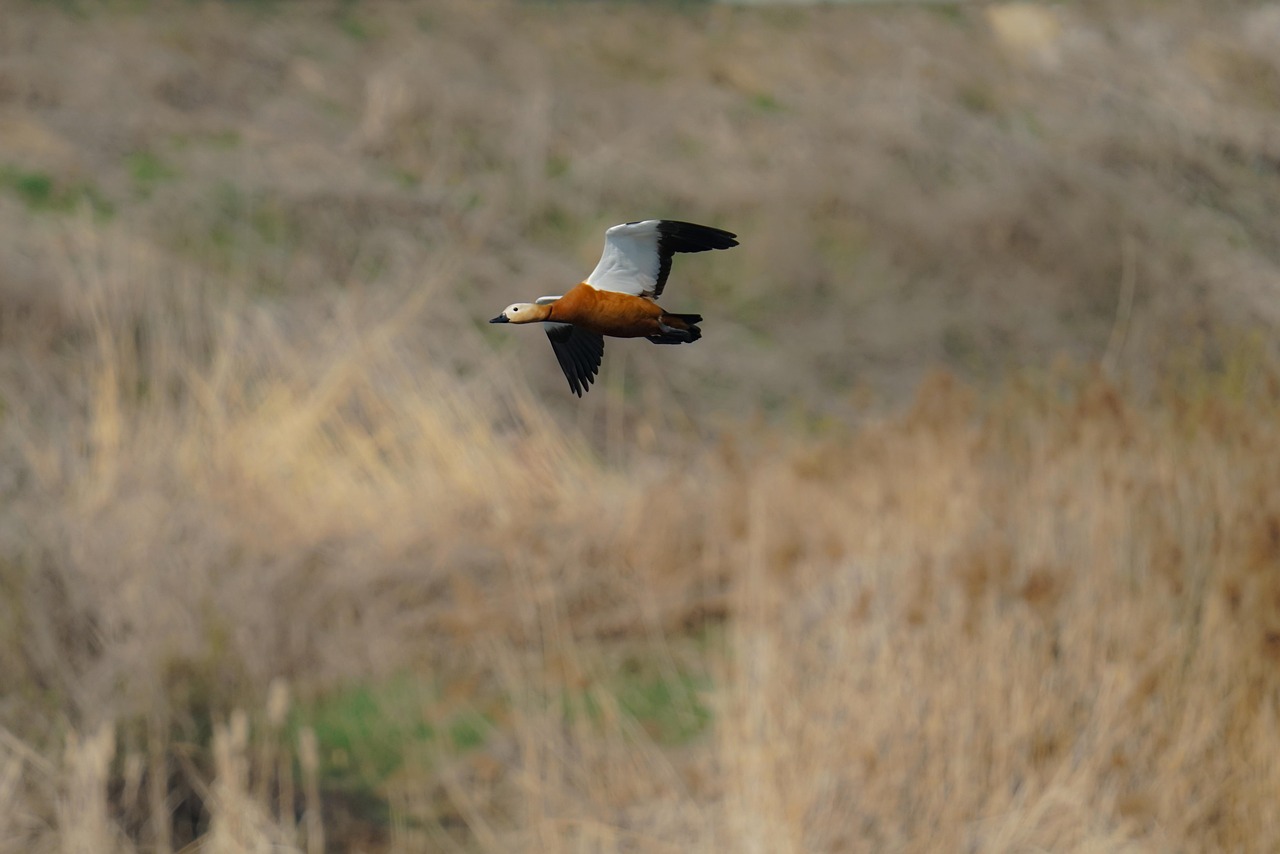 Ruddy Shelduck Duck Lake - Free photo on Pixabay