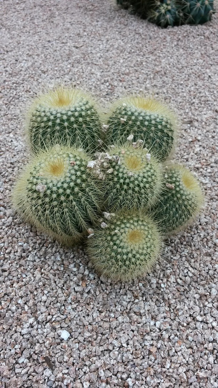 Parodia Leninghausii Hwang Hwan - Photo gratuite sur Pixabay