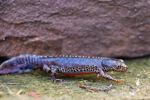 50+ Free Newts & Alpine Newt Images - Pixabay