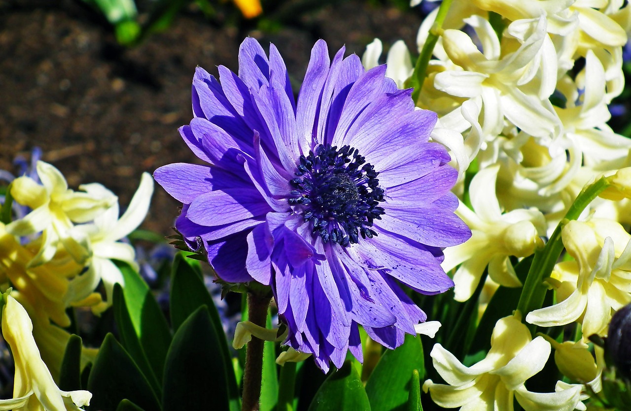Flowers Anemone Spring - Free photo on Pixabay - Pixabay