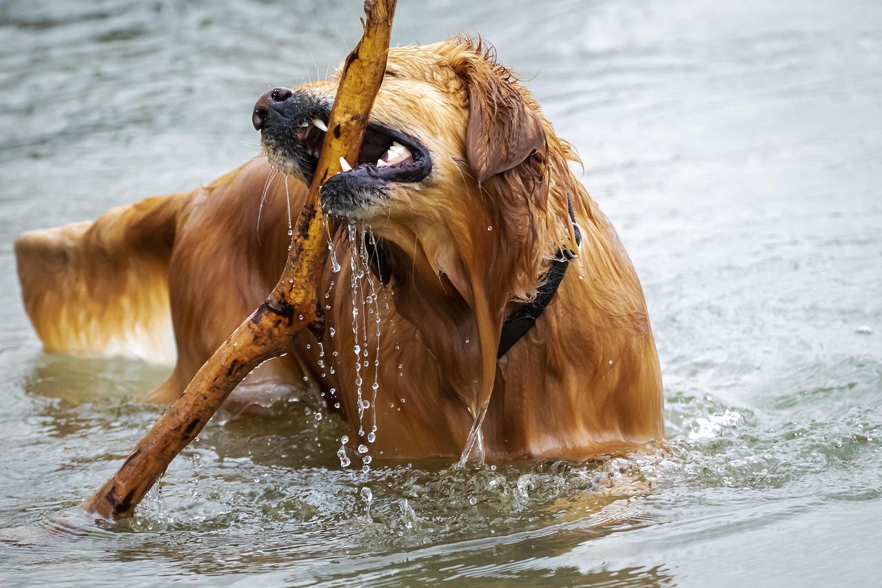 Golden Retriever Chien Animal De - Photo gratuite sur Pixabay