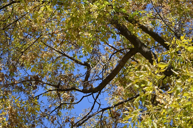 Nature Trees Branches - Free photo on Pixabay - Pixabay