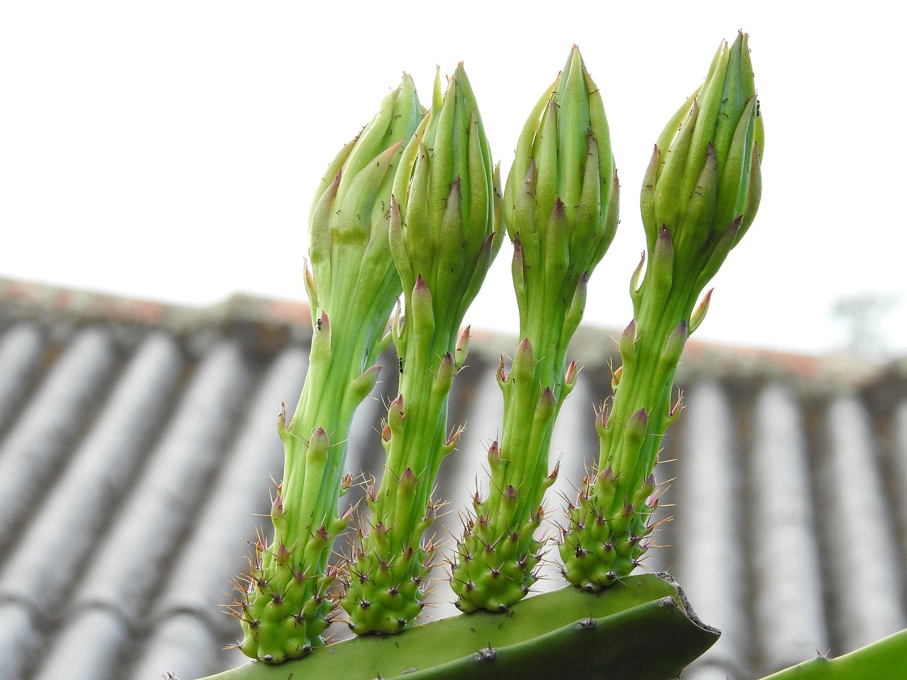 1+ Free Harrisia & Growth Images - Pixabay