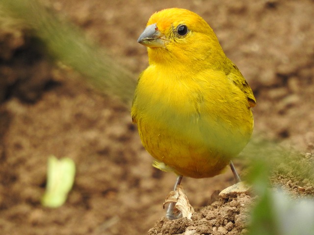 Canary Pássaro Naturez - Free photo on Pixabay - Pixabay