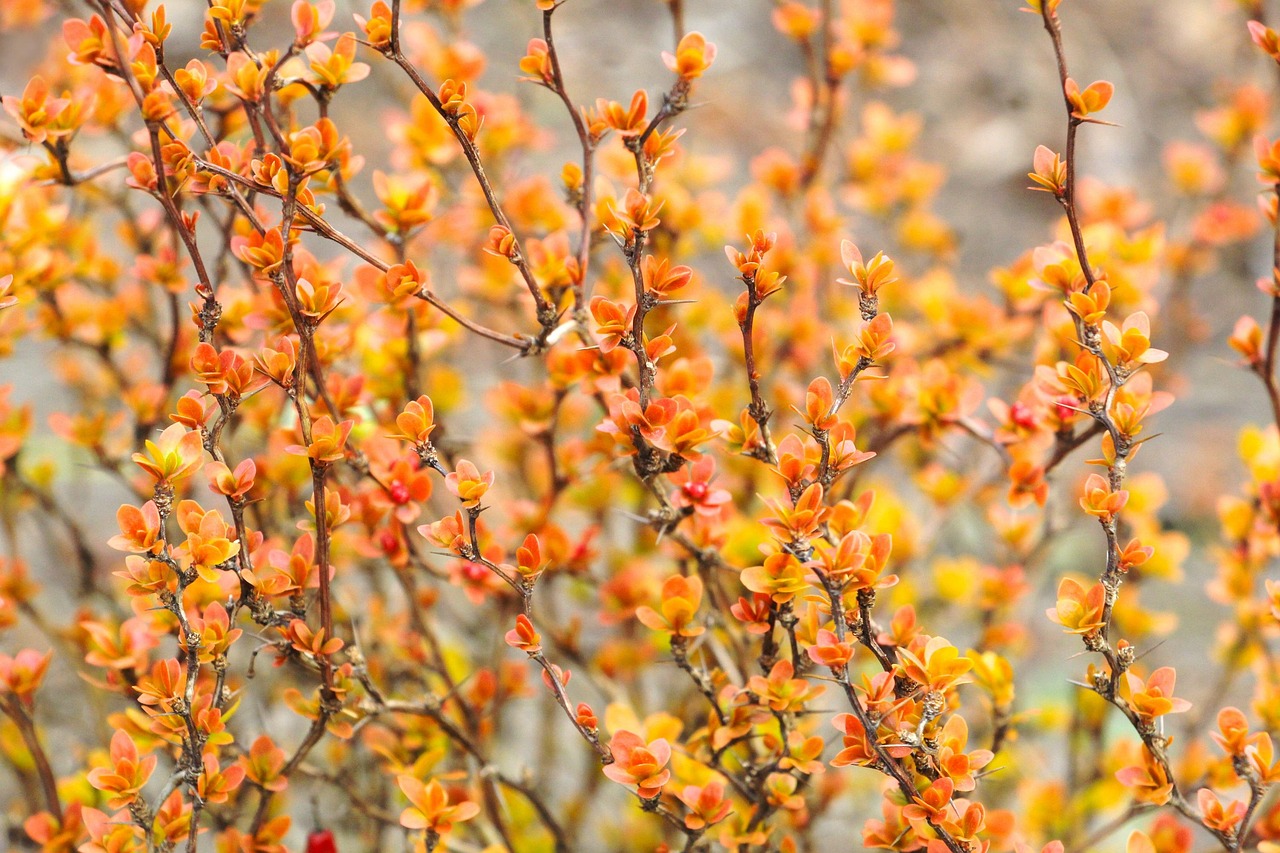Shrubs Leaves Nature Free Photo On Pixabay