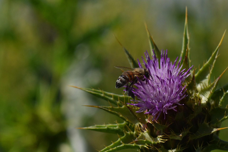 Insect Bee Pollination - Free photo on Pixabay - Pixabay