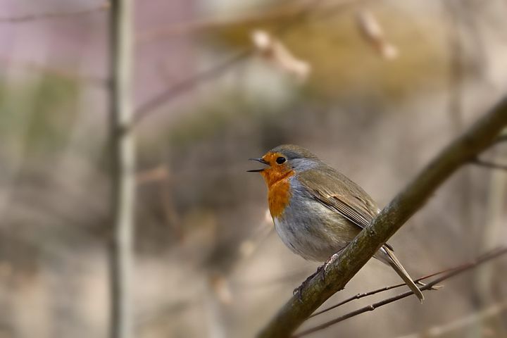 2,000+ Free Robin Bird & Robin Images