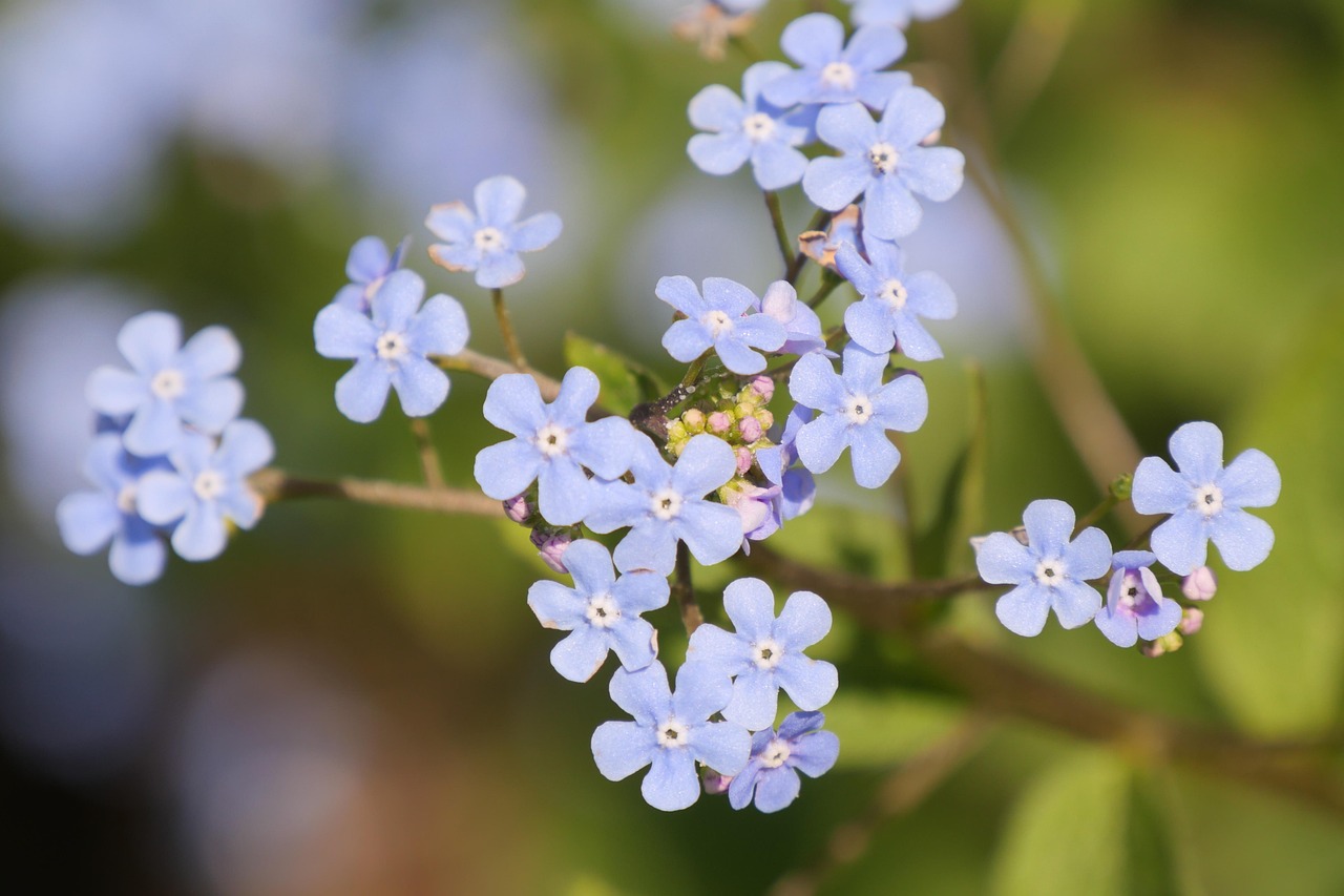 Flowers Forget-Me-Not Nature - Free photo on Pixabay - Pixabay