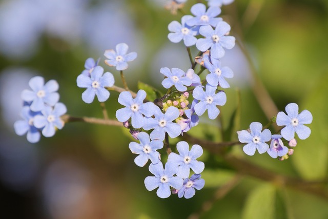 Bunga-Bunga Forget Me Not Alam - Foto gratis di Pixabay - Pixabay