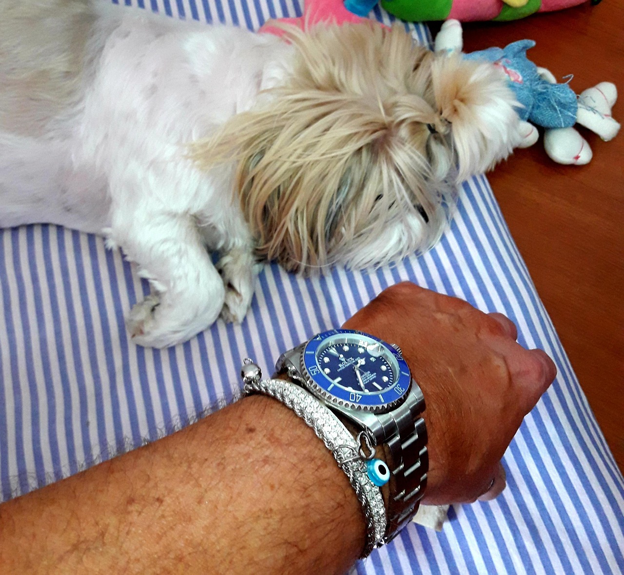 Watch Anjing Kasih Sayang Hewan - Foto gratis di Pixabay