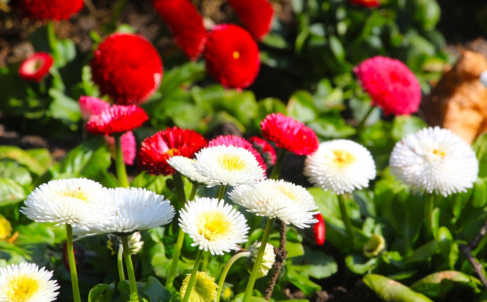 Flowers Daisies Garden - Free photo on Pixabay