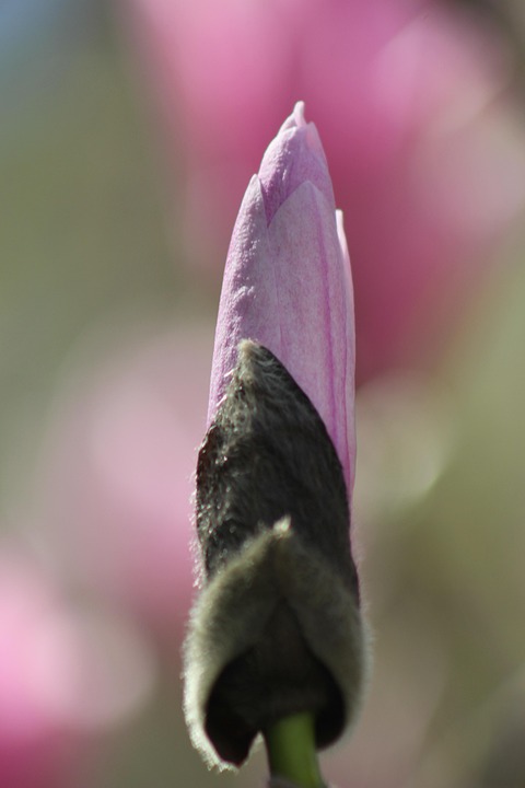 Flower Bud Botany - Free photo on Pixabay - Pixabay