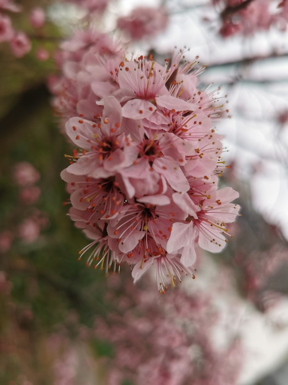 Flores Flor De Cereza Primavera - Foto gratis en Pixabay - Pixabay