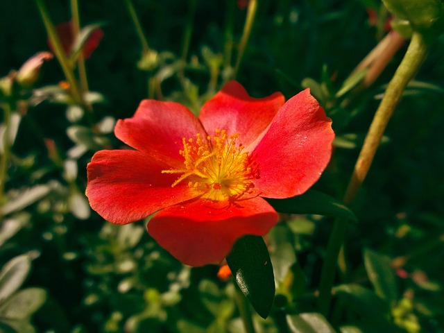 Flower Red Botany - Free photo on Pixabay