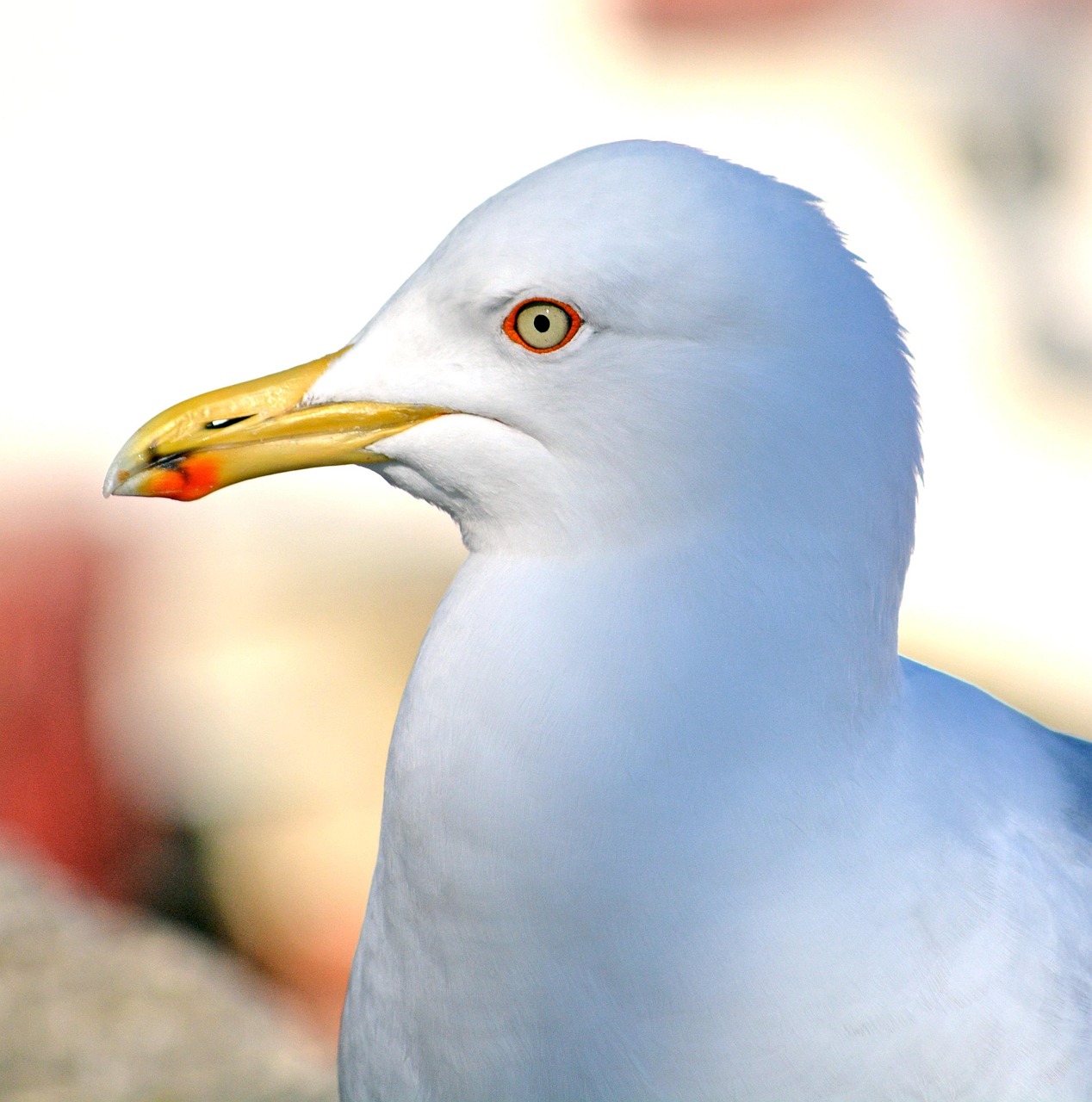 Bird Seagull Beak - Free photo on Pixabay