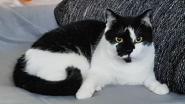 Chat Animaux Les - Photo gratuite sur Pixabay - Pixabay