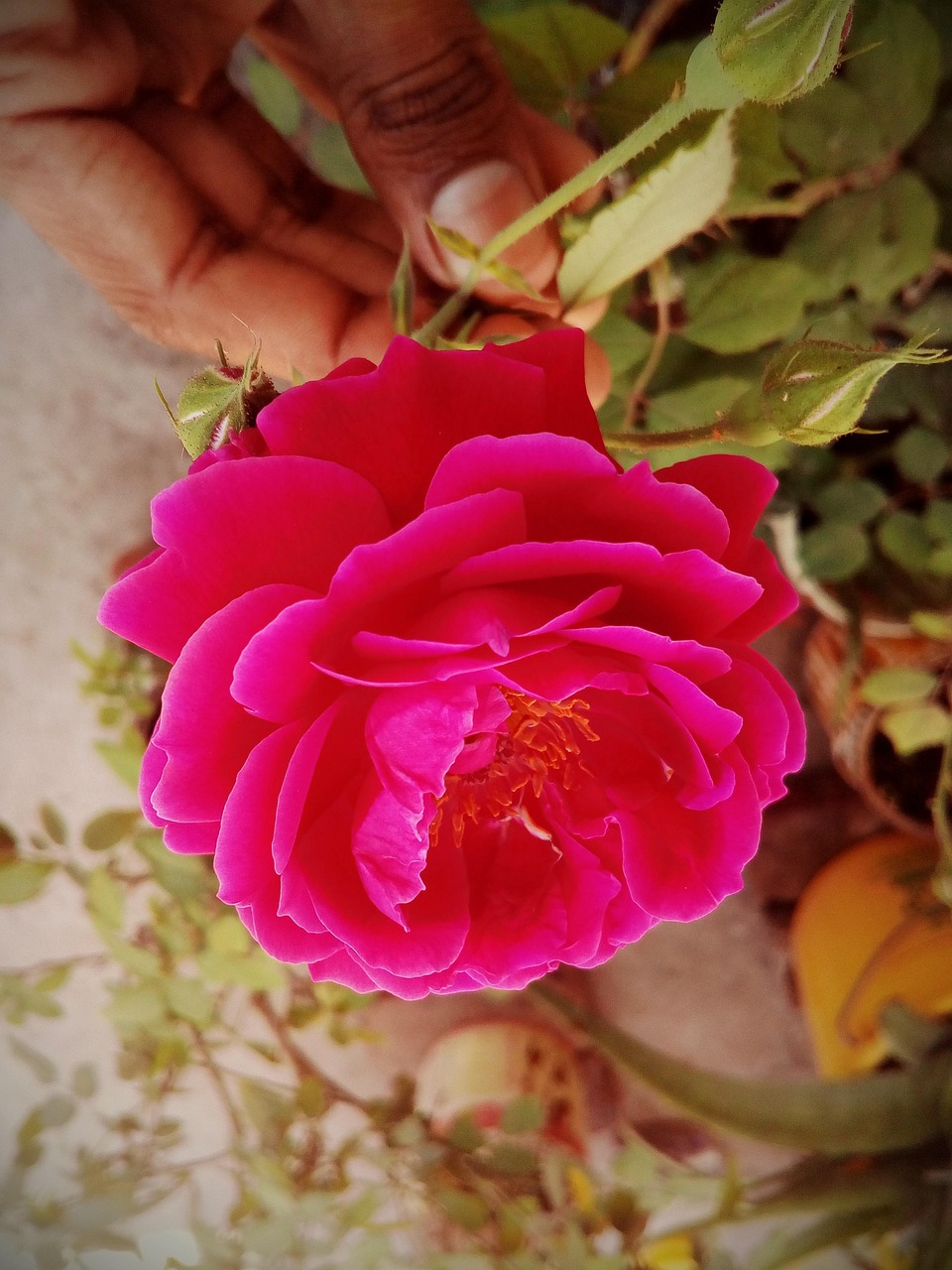 Romantique Rose Flore Bloom - Photo gratuite sur Pixabay - Pixabay