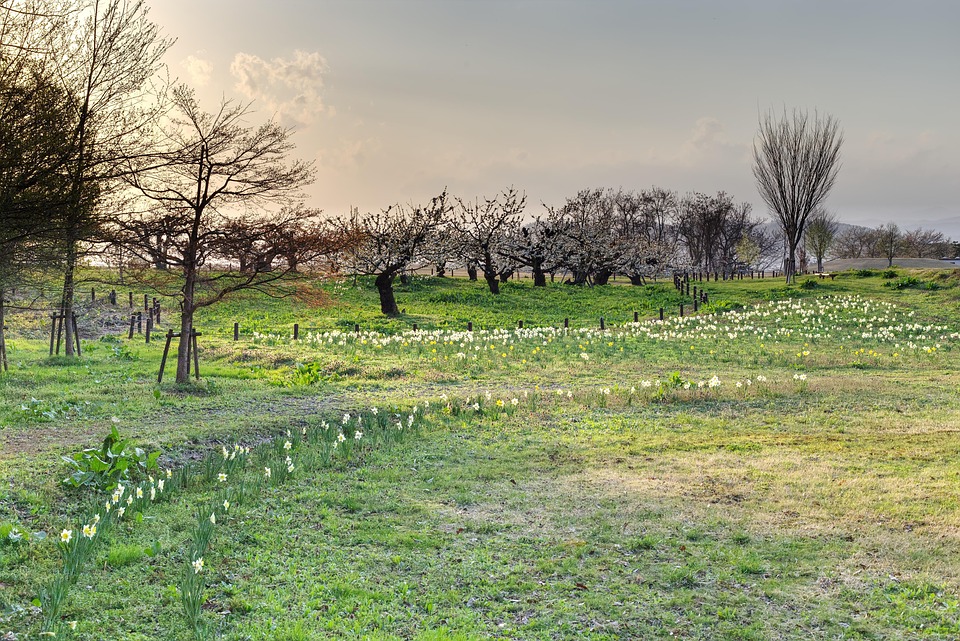 Nature Le Printemps Prairie - Photo gratuite sur Pixabay - Pixabay