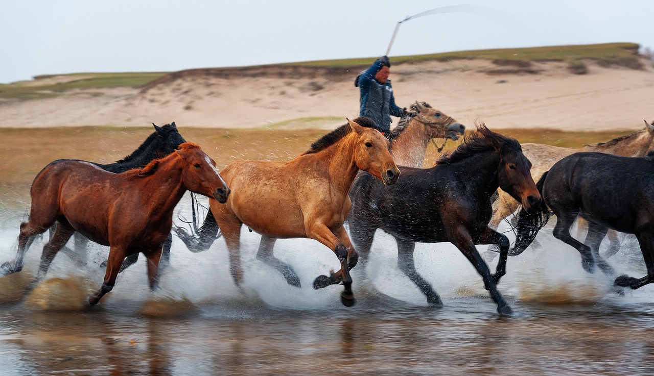 Horse Riding Animal Ride - Free photo on Pixabay