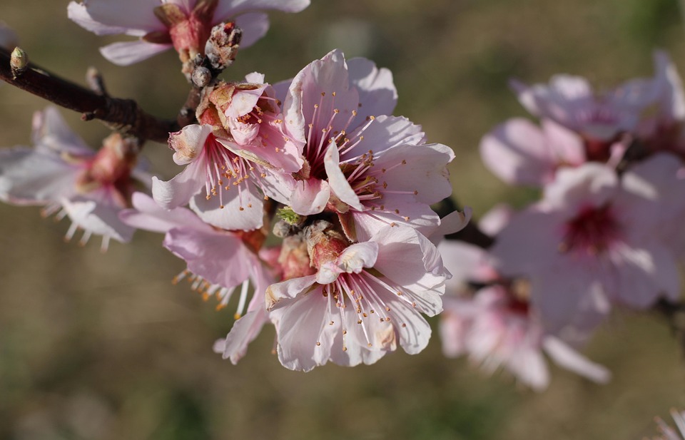 Almond Blossoms Flowering Branch - Free photo on Pixabay - Pixabay