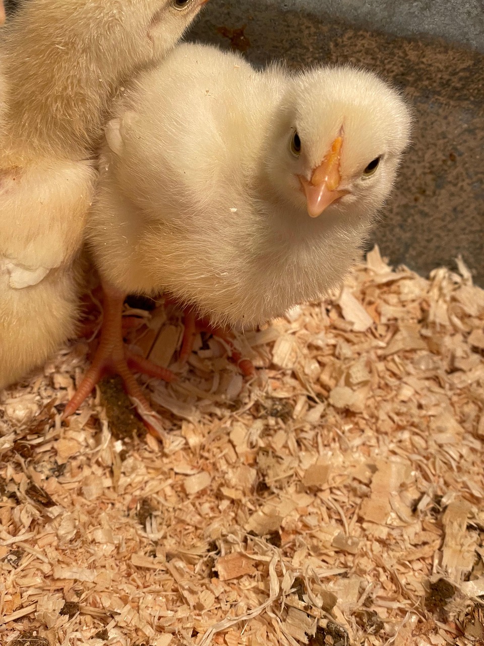 Chick Spring Farm - Free photo on Pixabay - Pixabay