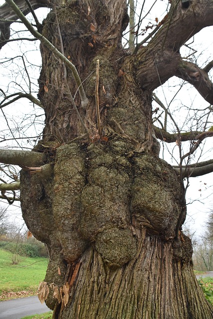 Arbre Tronc D'Arbre Bois Noeuds - Photo gratuite sur Pixabay - Pixabay