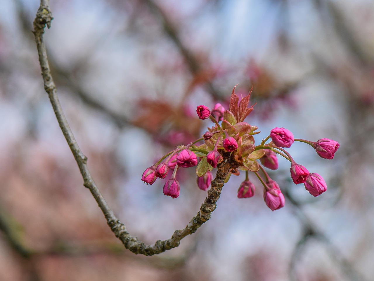 Blommor Blomma Natur - Gratis foto på Pixabay - Pixabay