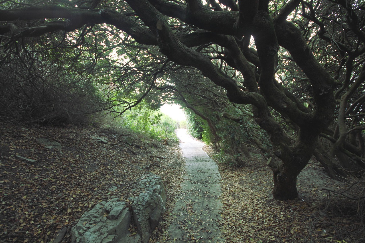 Forest Nature Path Free Photo On Pixabay Pixabay