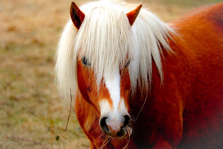 100+ Free Haflingers & Horse Images - Pixabay