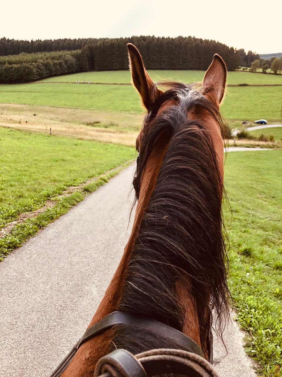 Pferd Sauerland Sommer - Kostenloses Foto auf Pixabay - Pixabay