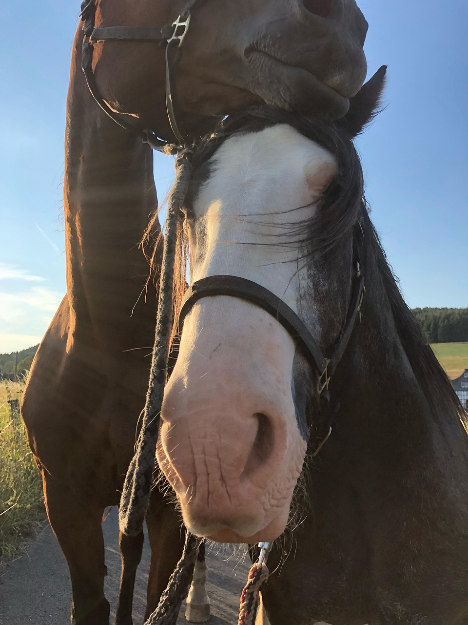 Cavalos Cavalo Amigos - Foto gratuita no Pixabay - Pixabay