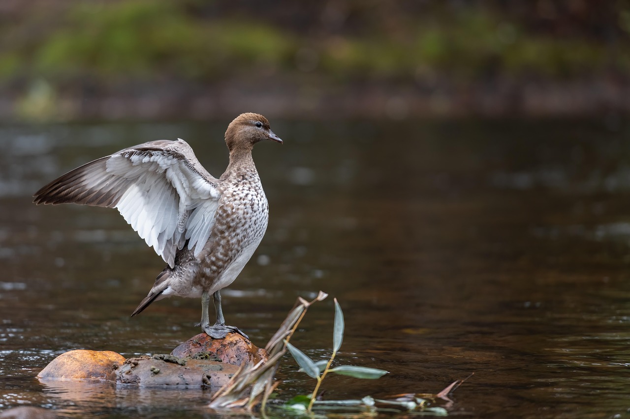 Australian Wood Duck Bird - Free photo on Pixabay