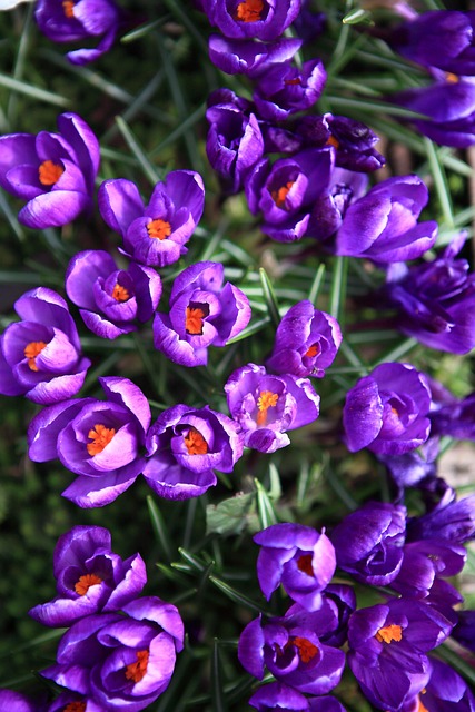 400,000+ Free Blumen & Nature Images - Pixabay