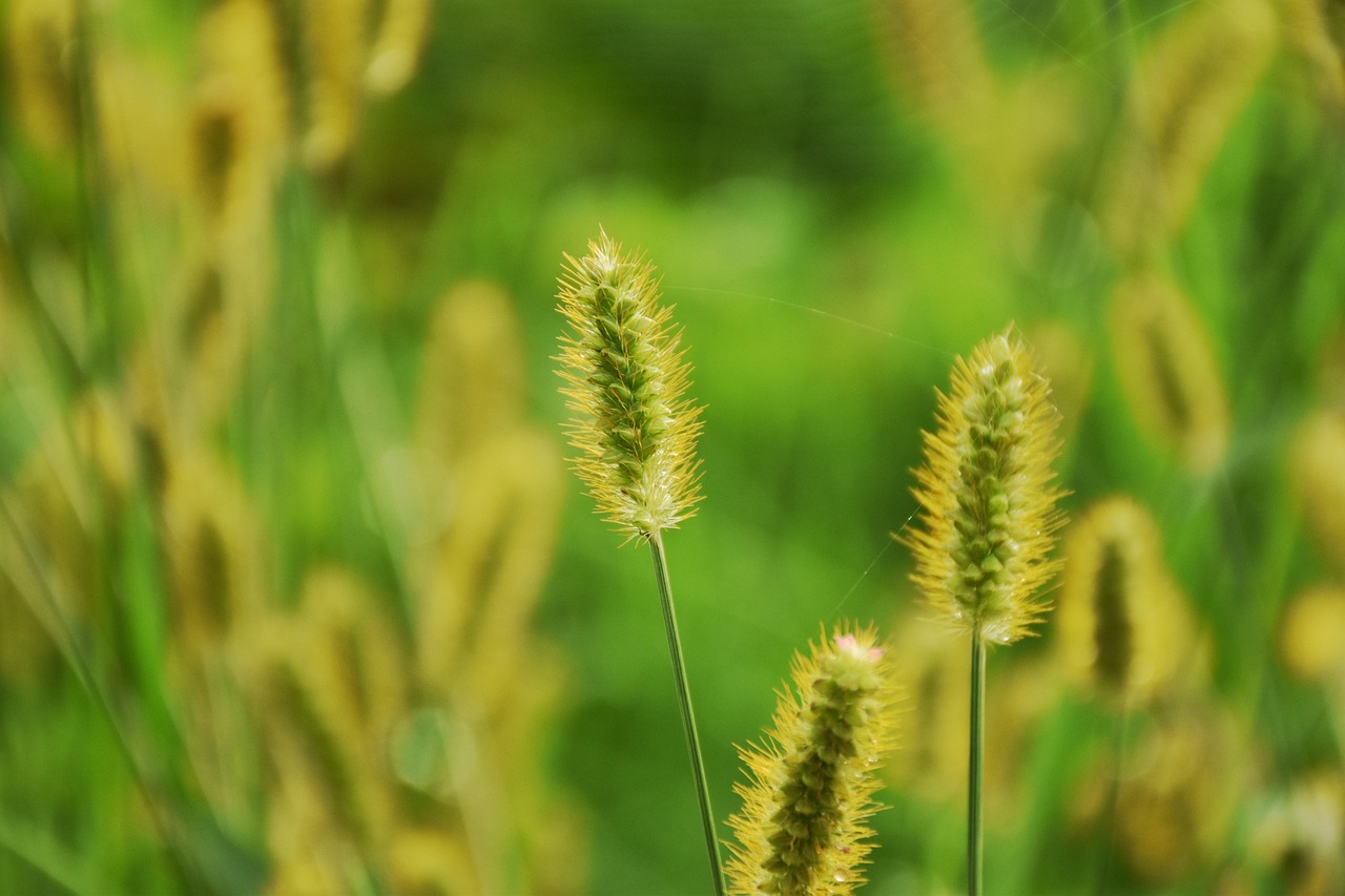 Gazon Nature Prairie - Photo gratuite sur Pixabay - Pixabay