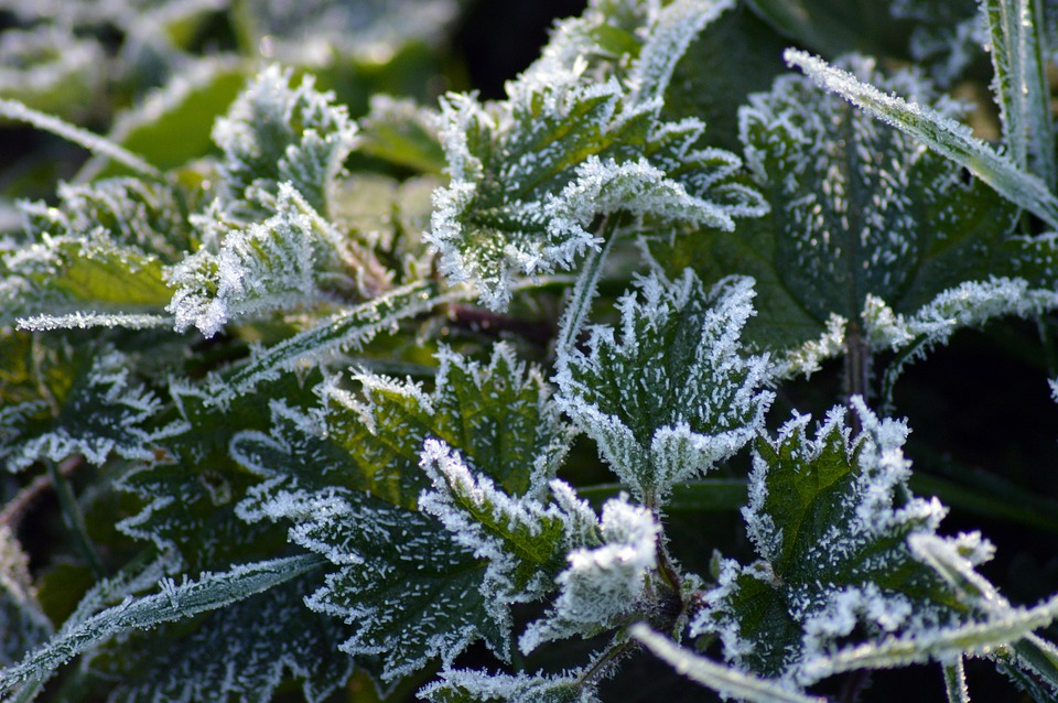 Plant Green Cold - Free photo on Pixabay