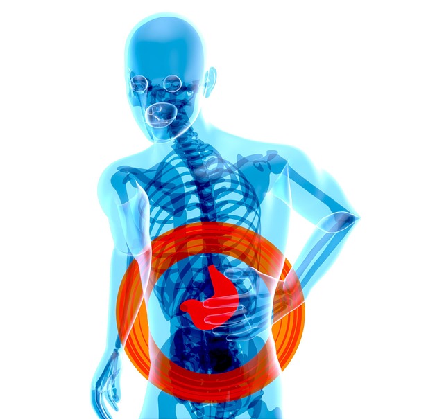 Explore 9,816+ Free Human Stomach Illustrations: Download Now - Pixabay