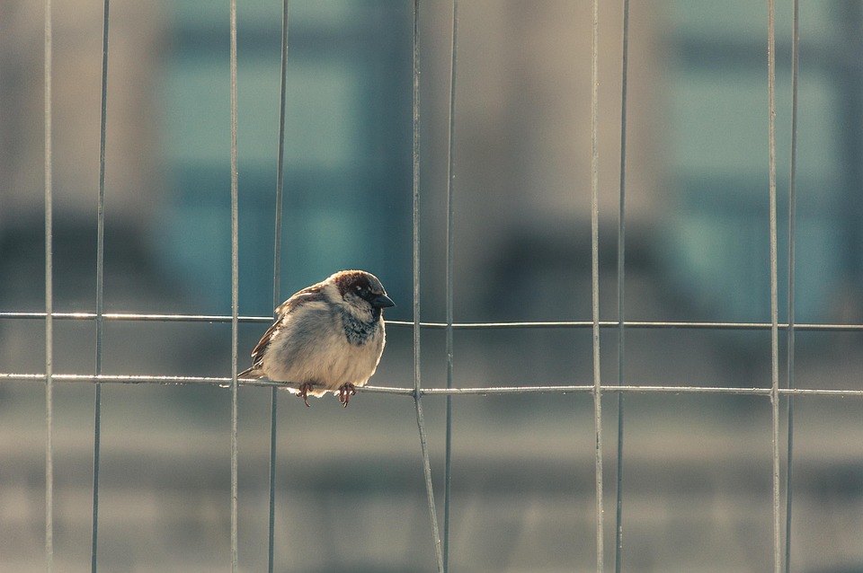 Sparrow Bird Sperling - Free photo on Pixabay